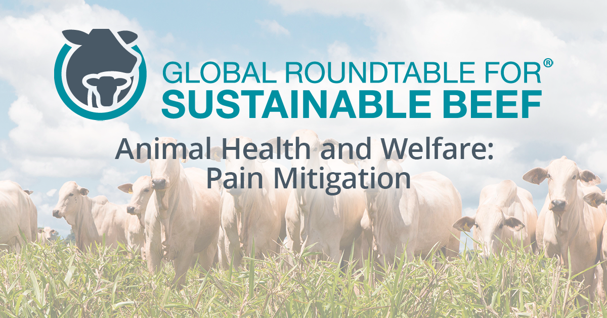 Animal Health and Welfare: Pain Mitigation - Global Roundtable for ...